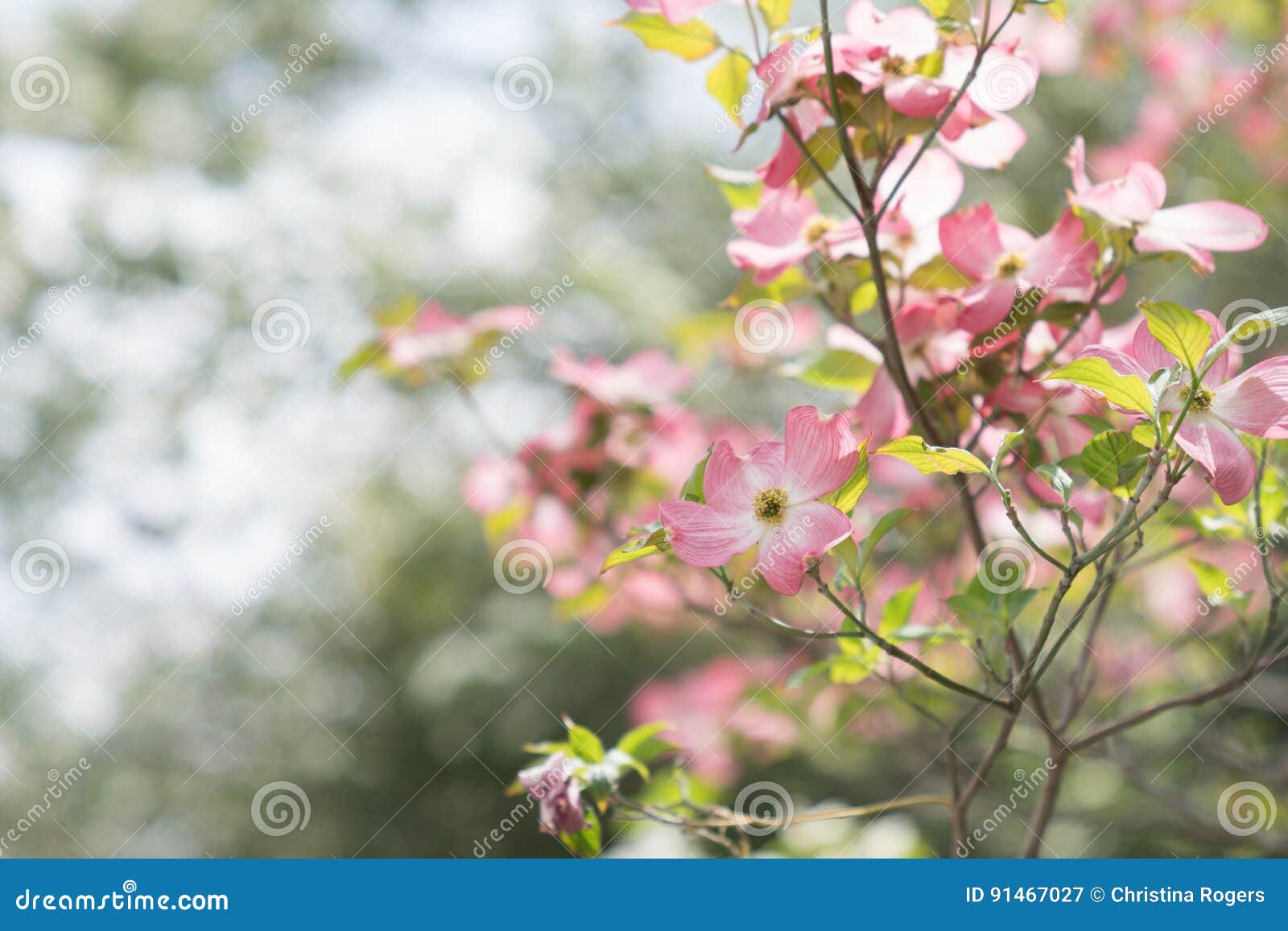Beautiful Spring Flowers stock image. Image of beautiful - 91467027