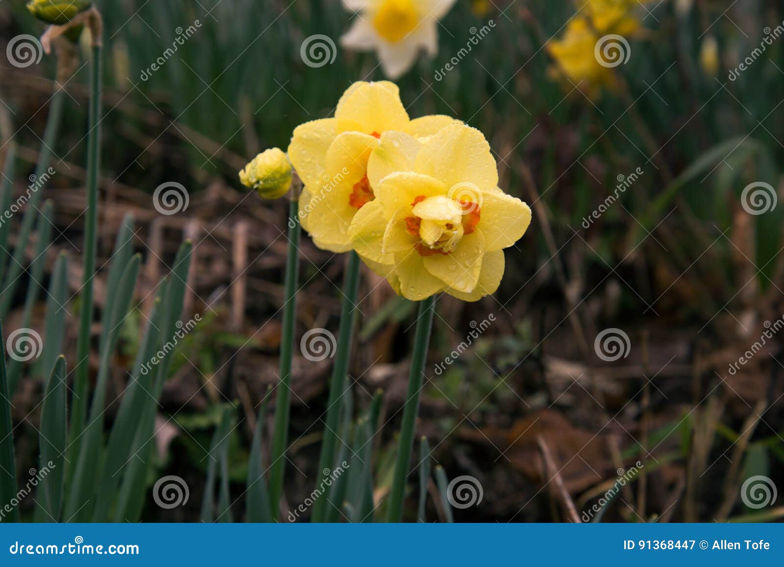 Beautiful Spring Flowers in Japan Stock Image - Image of color, flower ...