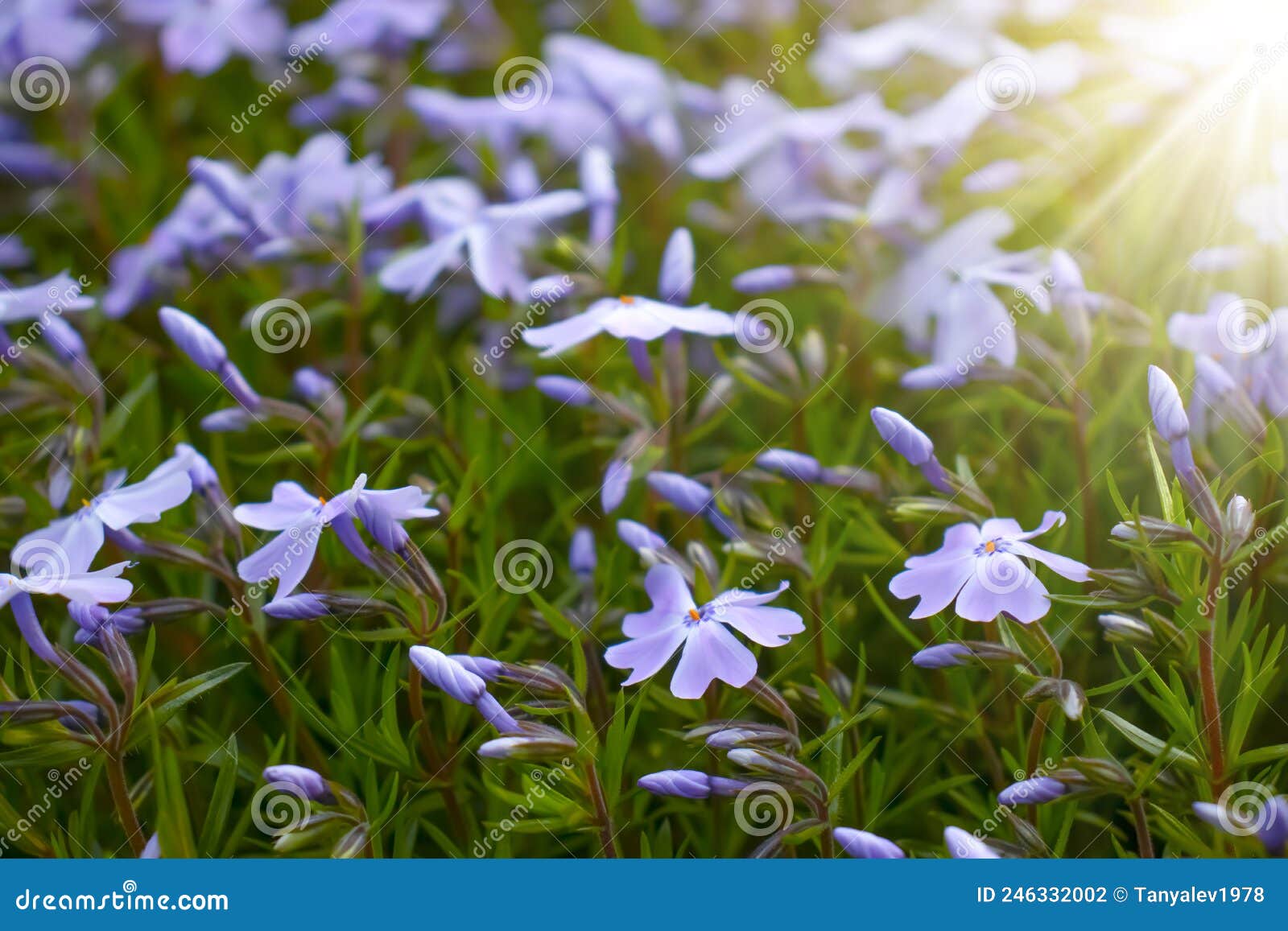 Beautiful Spring Flowers in the Meadow Stock Photo - Image of floral ...