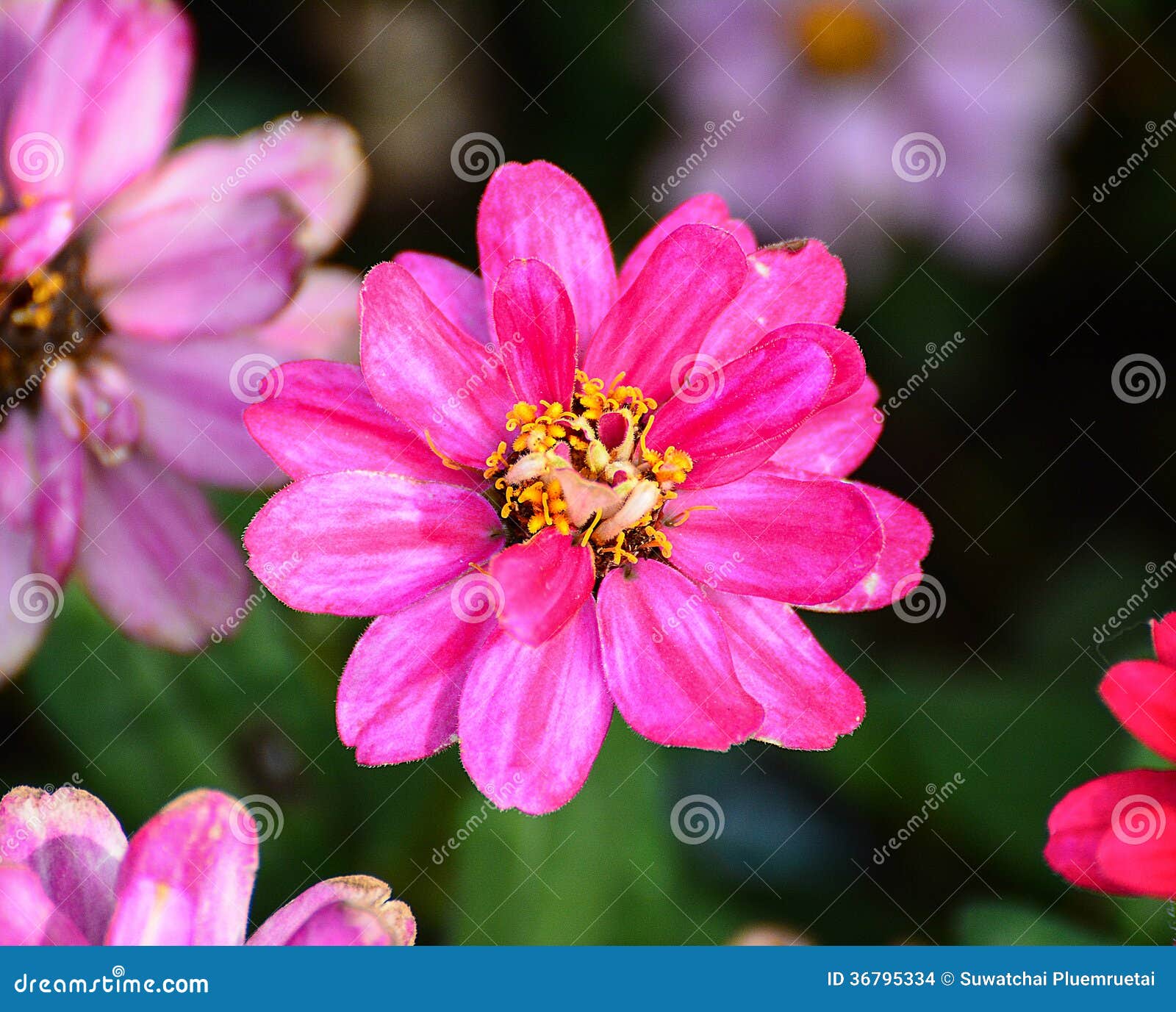Beautiful spring flowers stock photo. Image of flora - 36795334