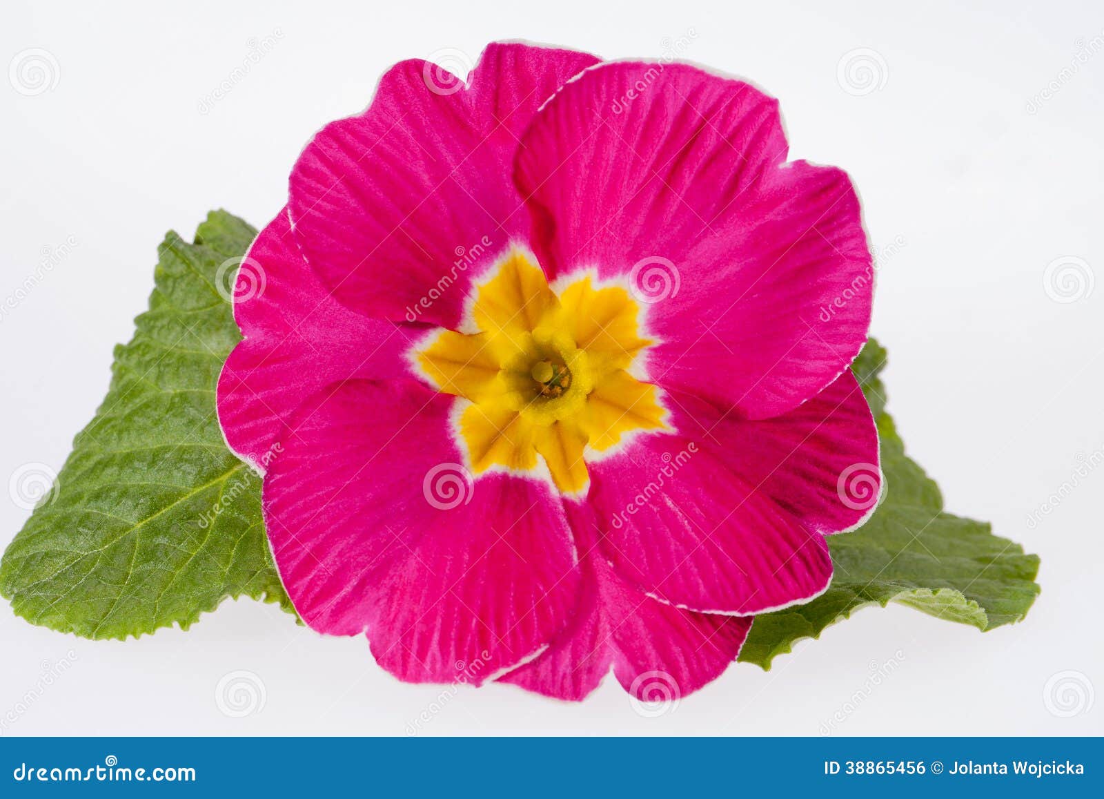 Beautiful Spring Flowers of Pink Primula Close Up Stock Photo - Image ...