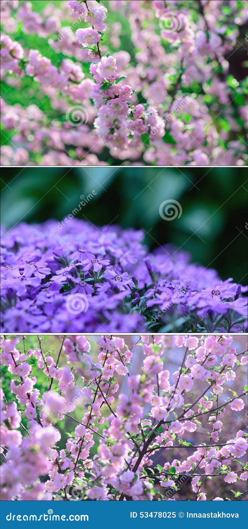Beautiful spring flowers stock image. Image of green - 53478025