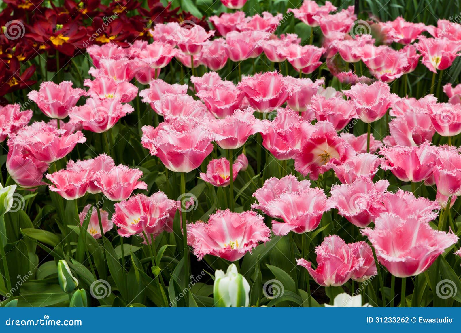 Beautiful Spring Flowers. Tulips Stock Photo - Image of leaf, cloud ...