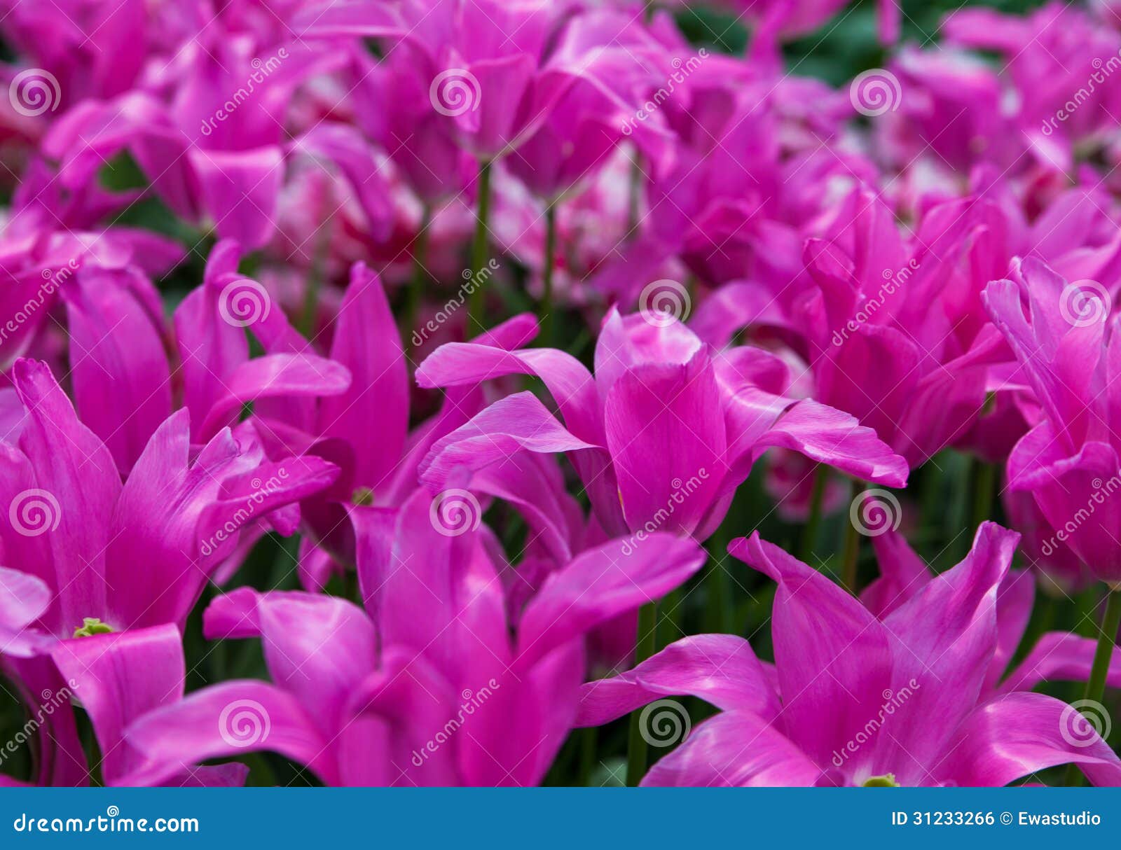 Beautiful Spring Flowers. Tulips Stock Photo - Image of nature, spring ...