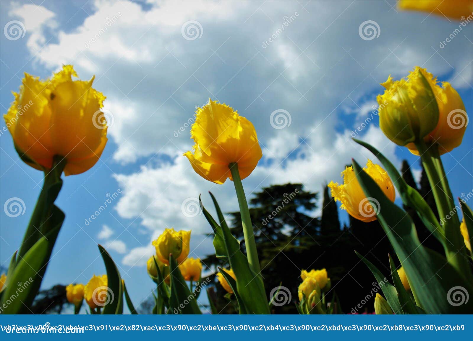 Beautiful spring flowers stock image. Image of setting - 66366431