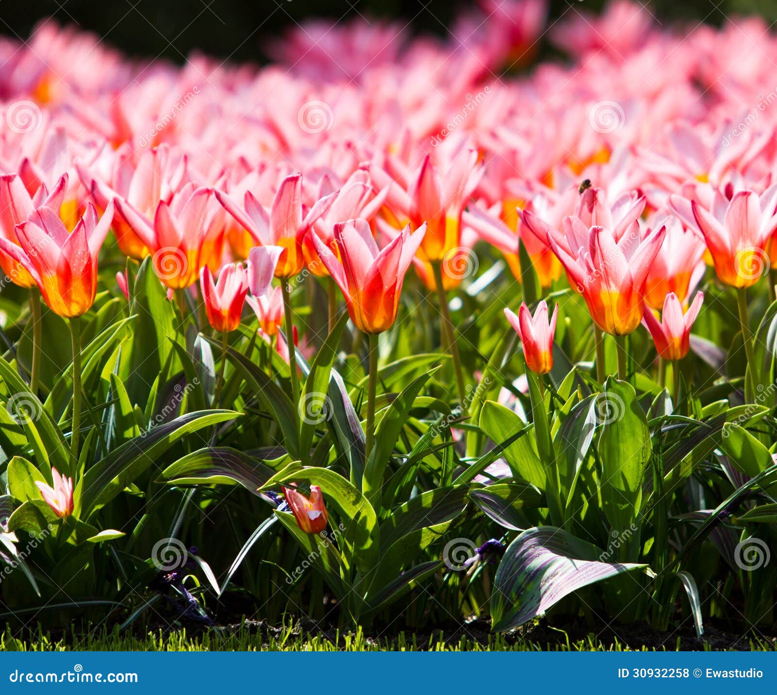 Beautiful Spring Flowers. Tulips Stock Photo - Image of natural, nature ...
