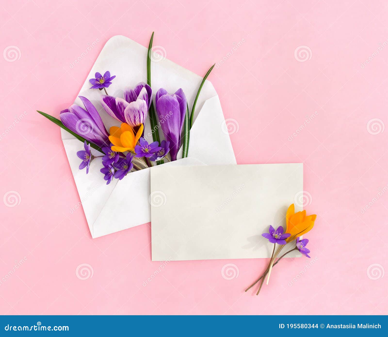 Beautiful Spring Flowers Violet, Yellow Crocuses and Flowers Hepatica ...