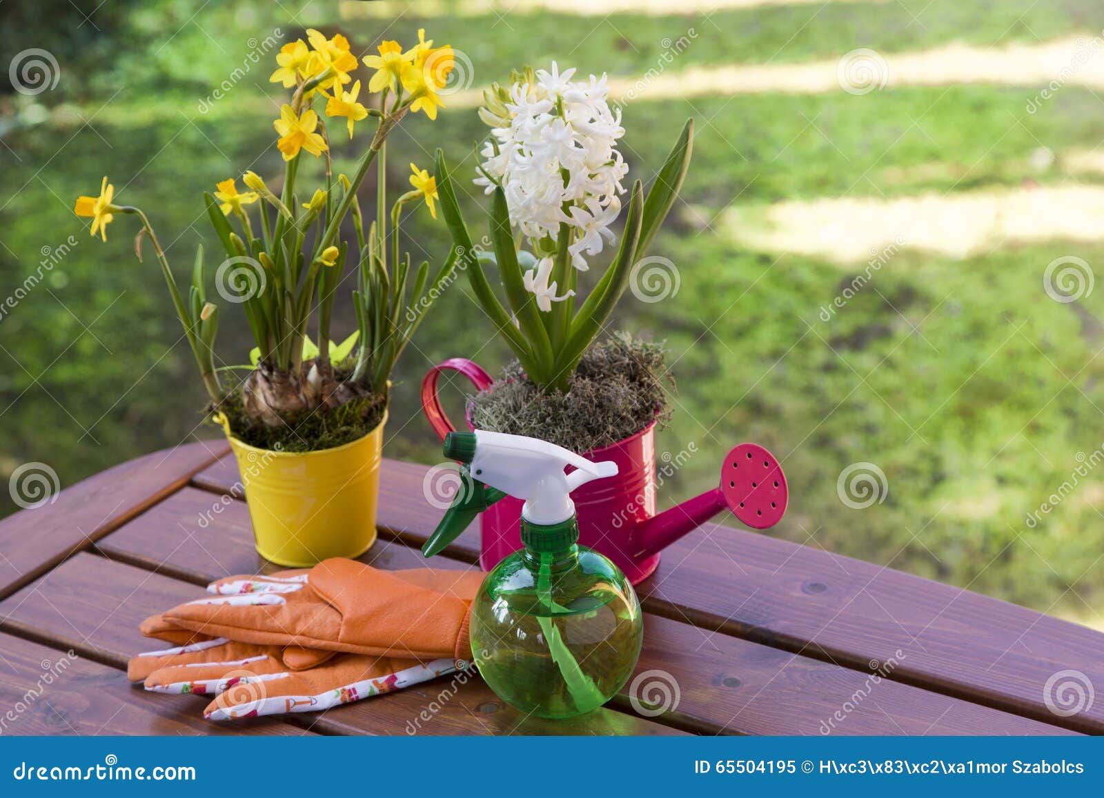 Beautiful Spring Flowers in Watering Cans Stock Image - Image of ...