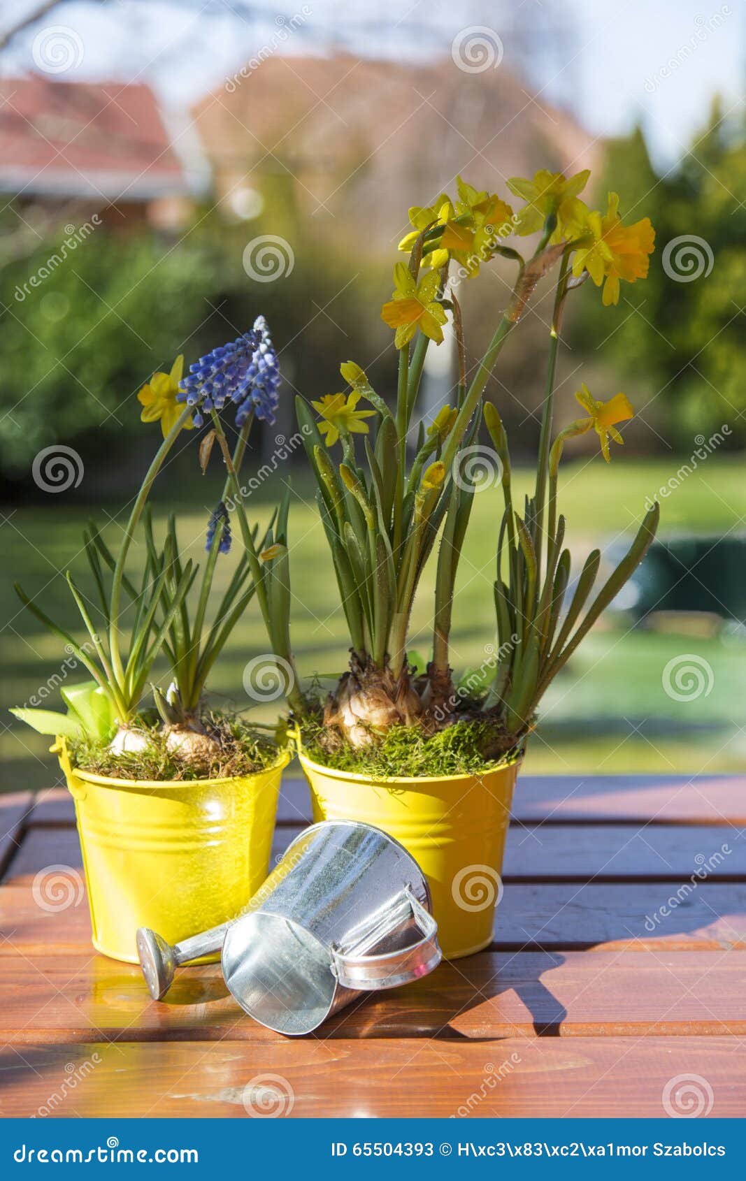 Beautiful Spring Flowers in Watering Cans Stock Image - Image of cans ...