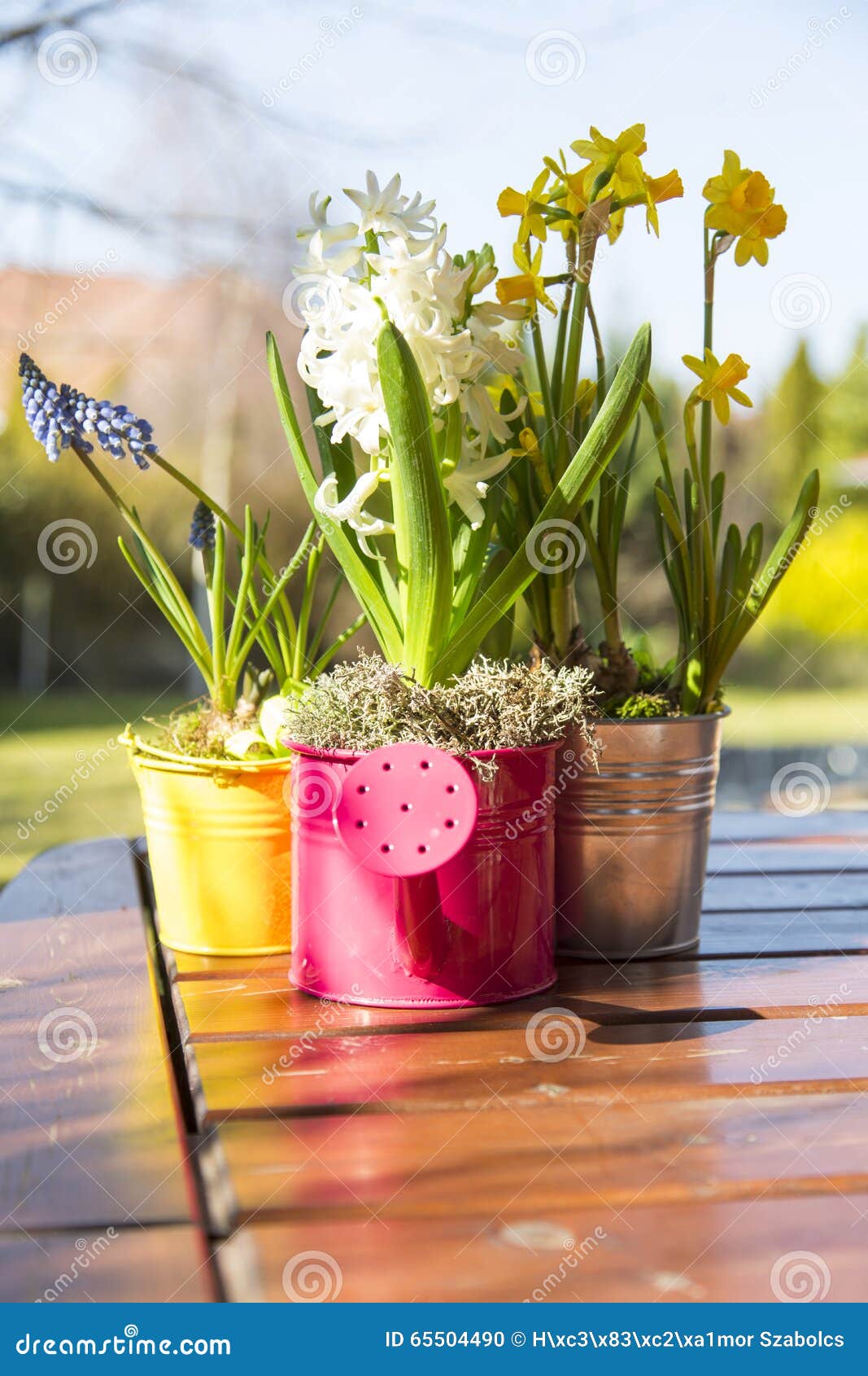 Beautiful Spring Flowers in Watering Cans Stock Photo - Image of grass ...