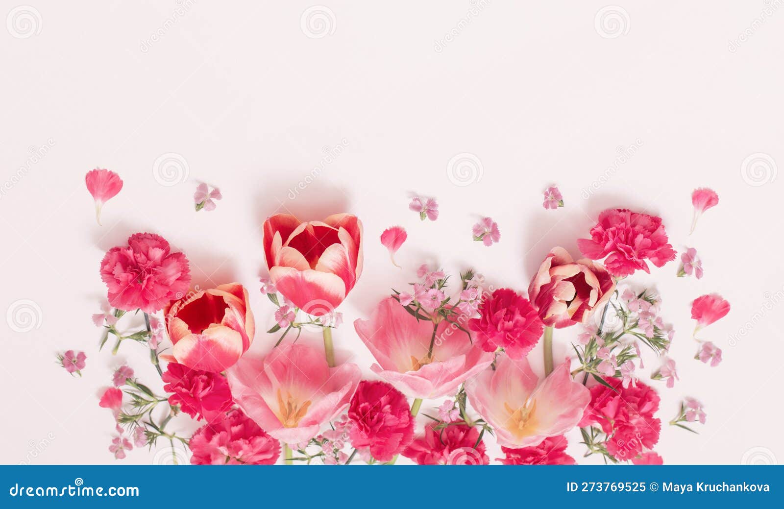 Beautiful Spring Flowers on White Background Stock Image - Image of ...
