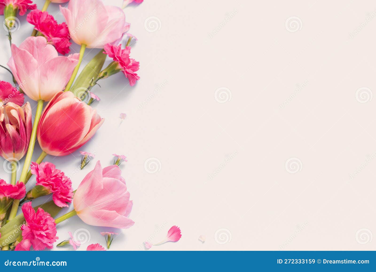 Beautiful Spring Flowers on White Background Stock Image - Image of ...
