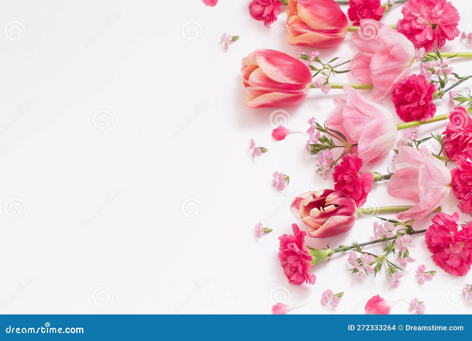 Beautiful Spring Flowers on White Background Stock Photo - Image of ...