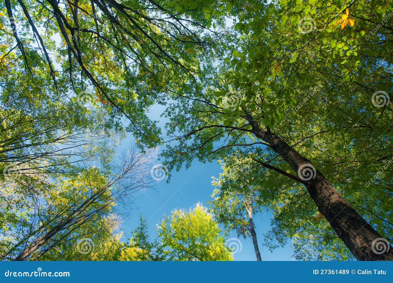 Beautiful Spring Foliage and a Mountain Forest Stock Image - Image of ...