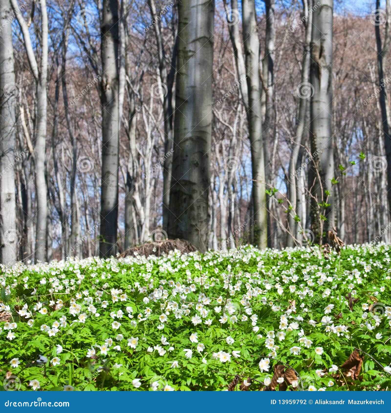 Beautiful Spring Forest Stock Photography - Image: 13959792