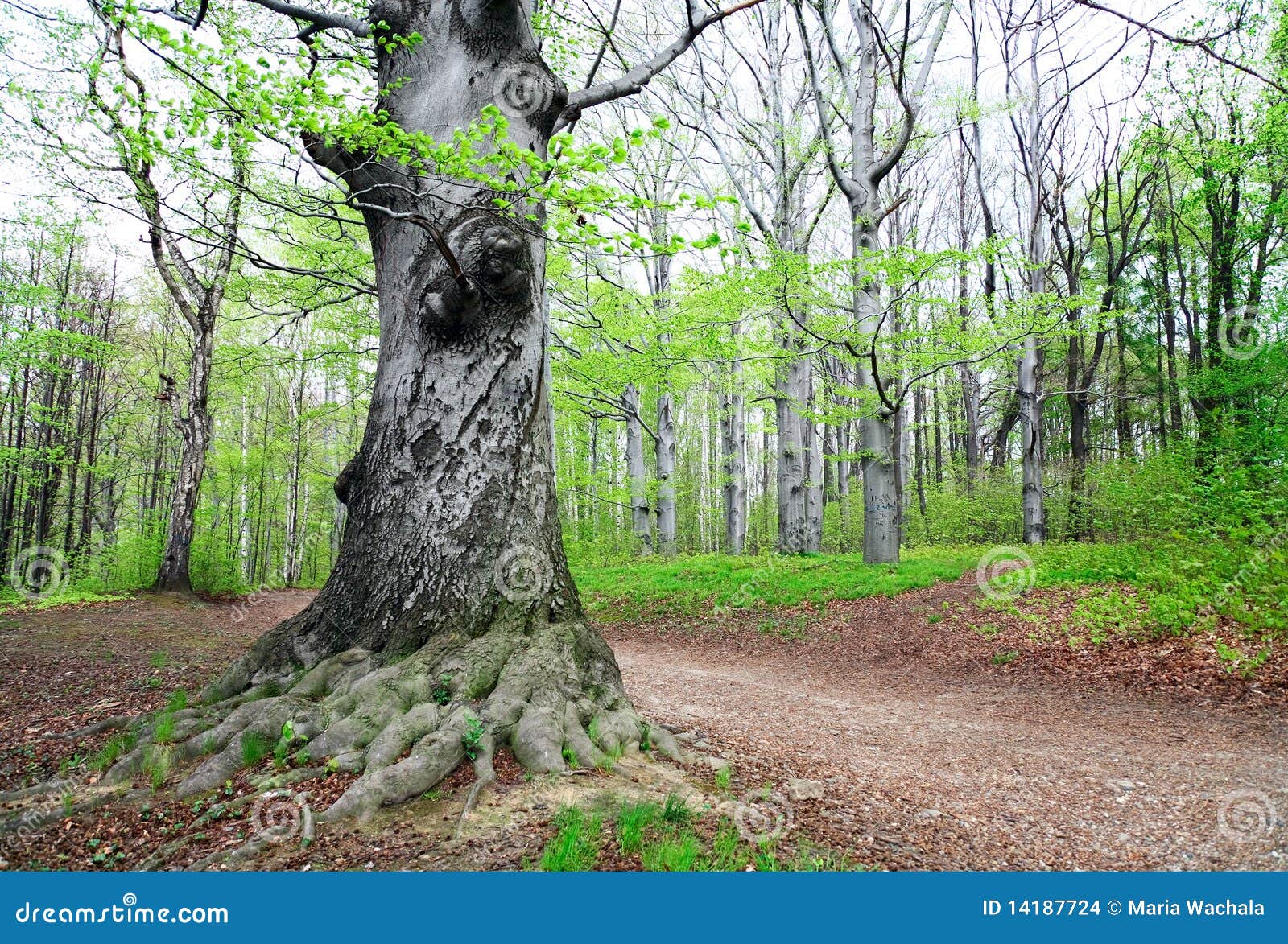 Beautiful spring forest stock photo. Image of environment - 14187724