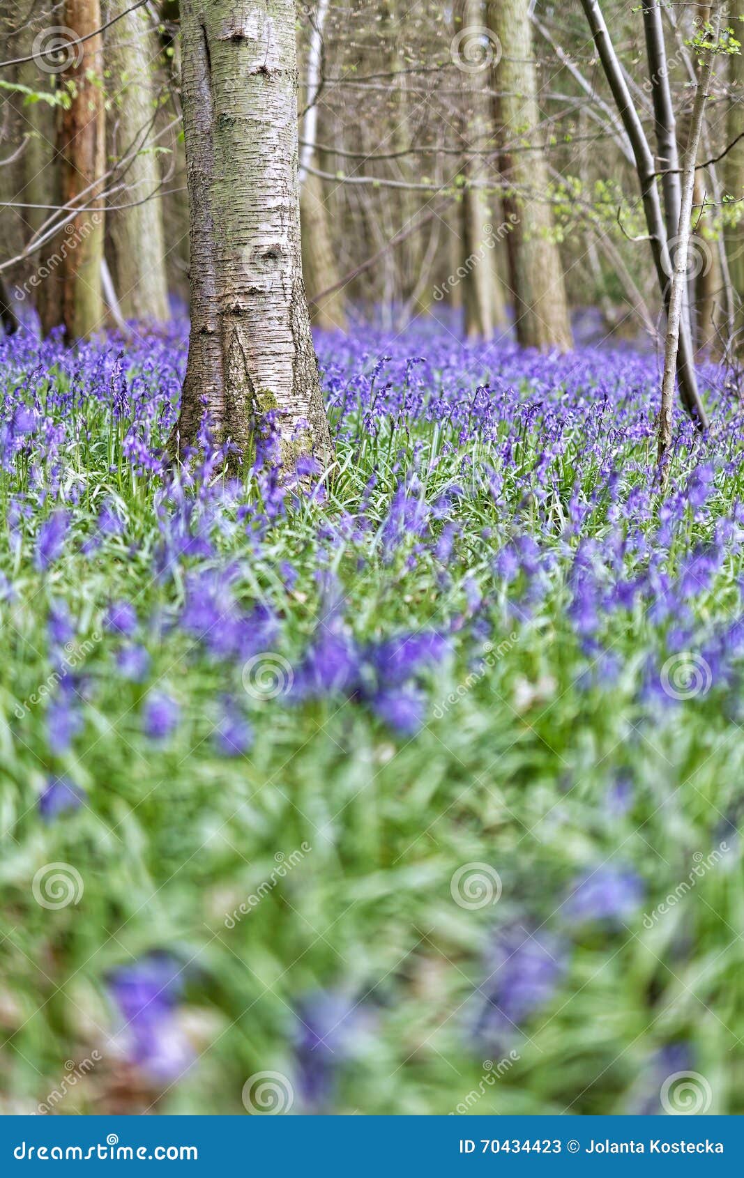 Beautiful spring forest stock image. Image of foliage - 70434423