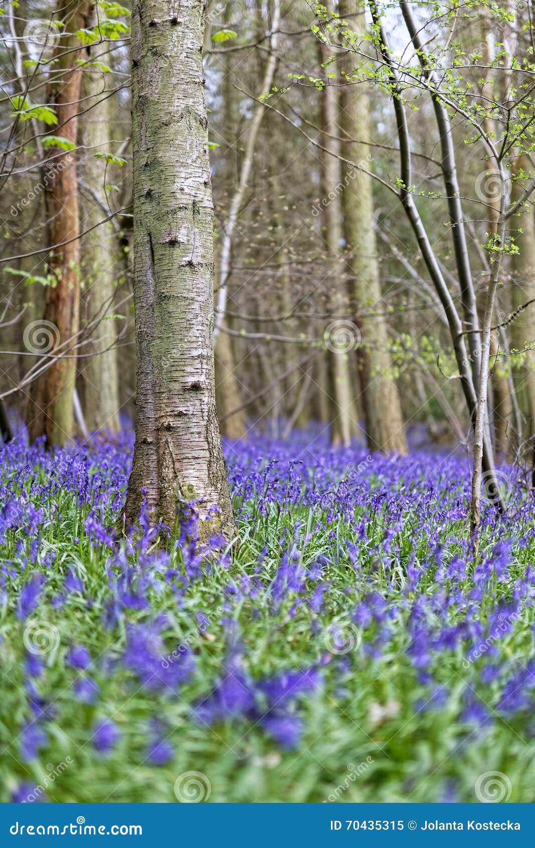 Beautiful spring forest stock image. Image of copy, blue - 70435315