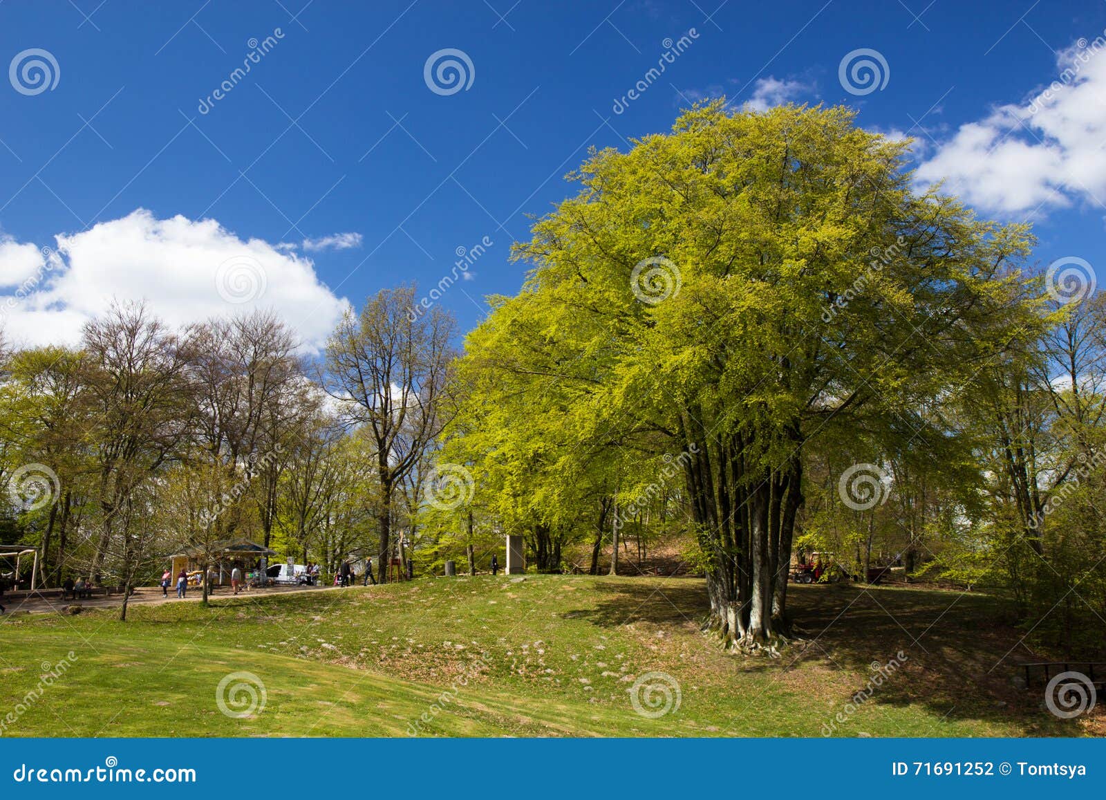 Beautiful Spring Forest in Denmark Stock Photo - Image of bench ...