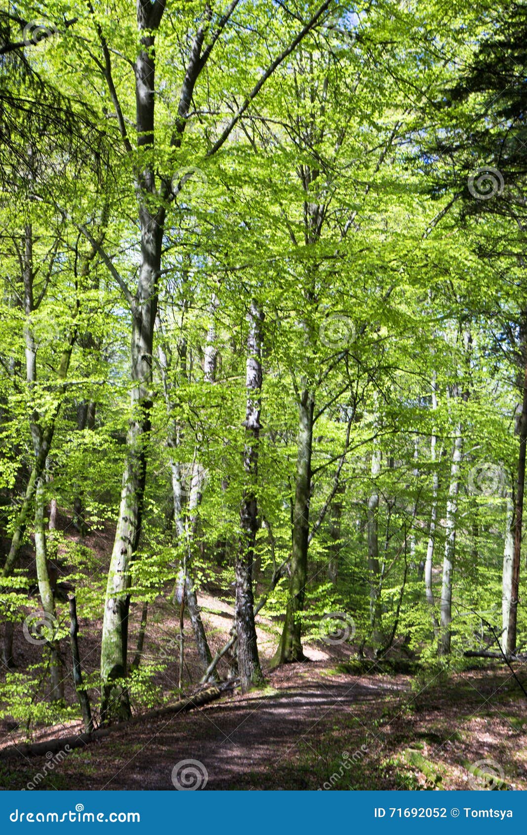 Beautiful Spring Forest in Denmark Stock Photo - Image of forest, lane ...