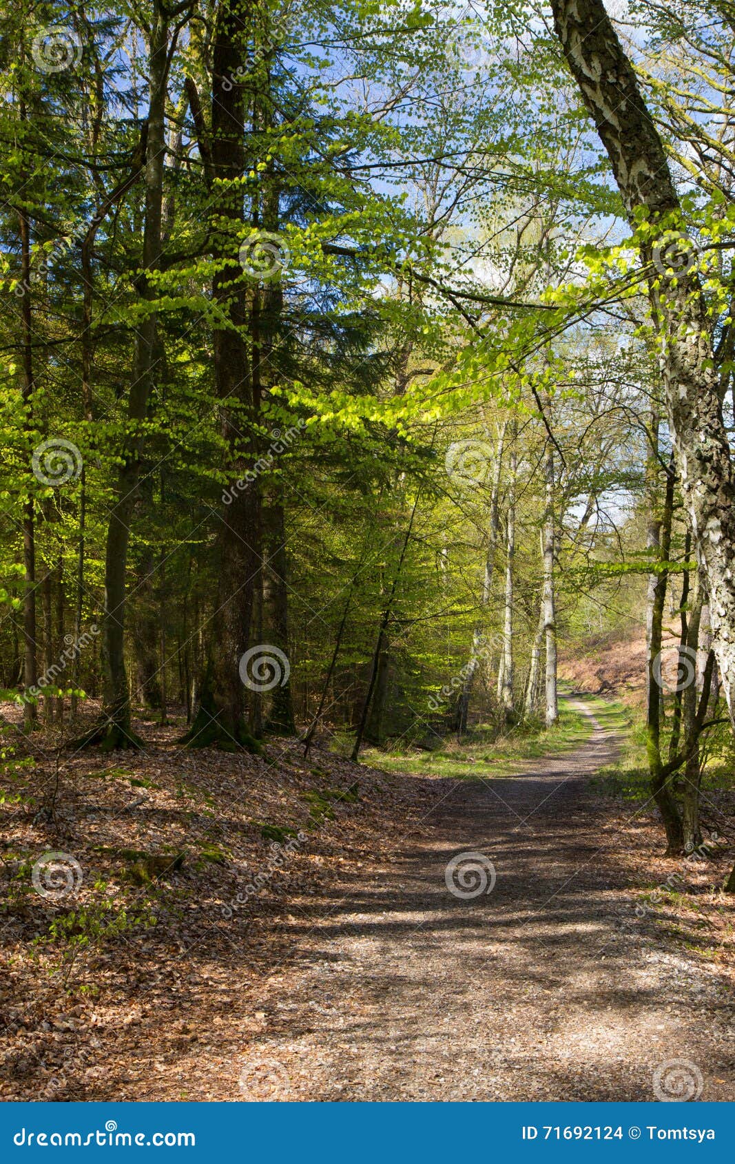 Beautiful Spring Forest in Denmark Stock Photo - Image of background ...
