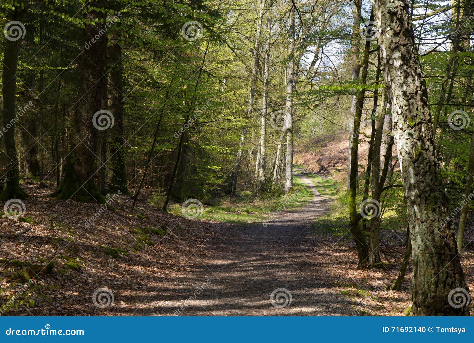 Beautiful Spring Forest in Denmark Stock Photo - Image of linden ...