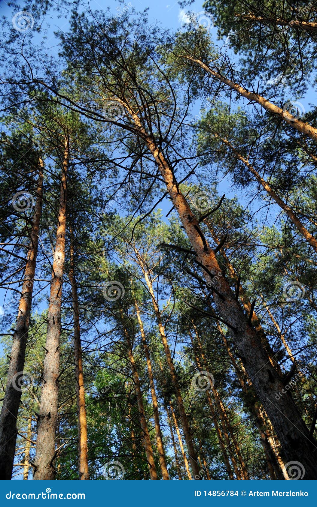 Beautiful Spring Forest Landscape Stock Photo - Image of field, grove ...