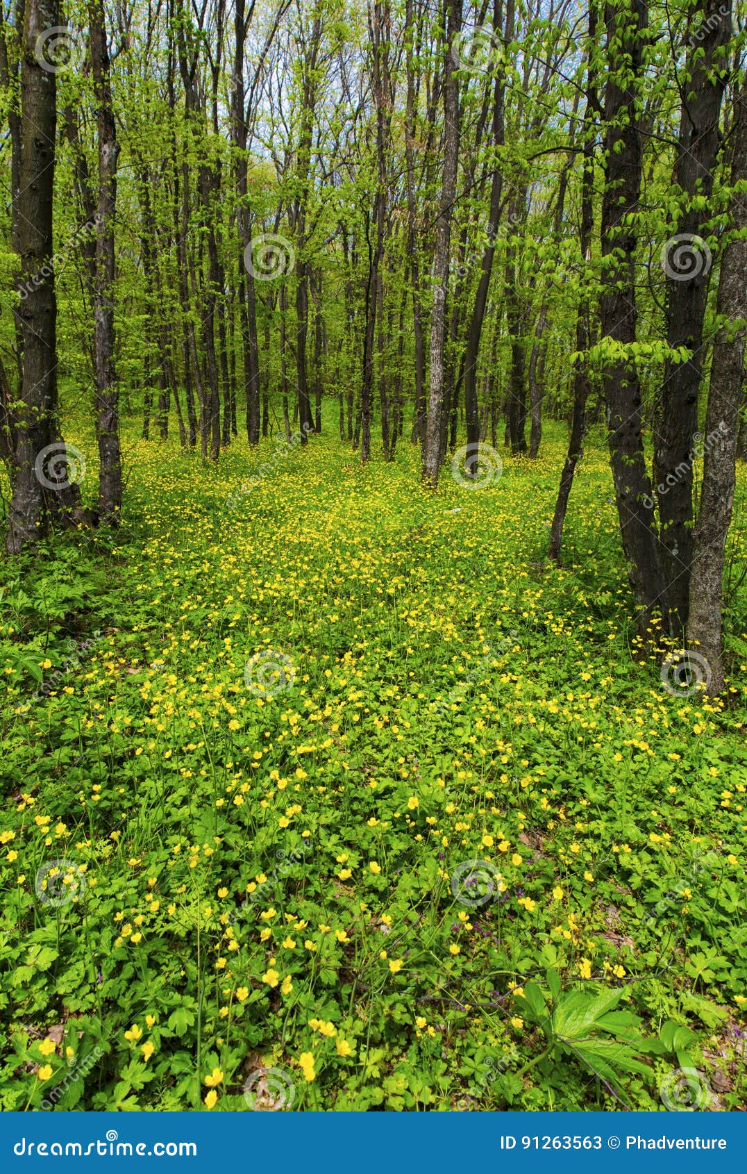 Beautiful Spring Forest Landscape Stock Image - Image of spring, green ...
