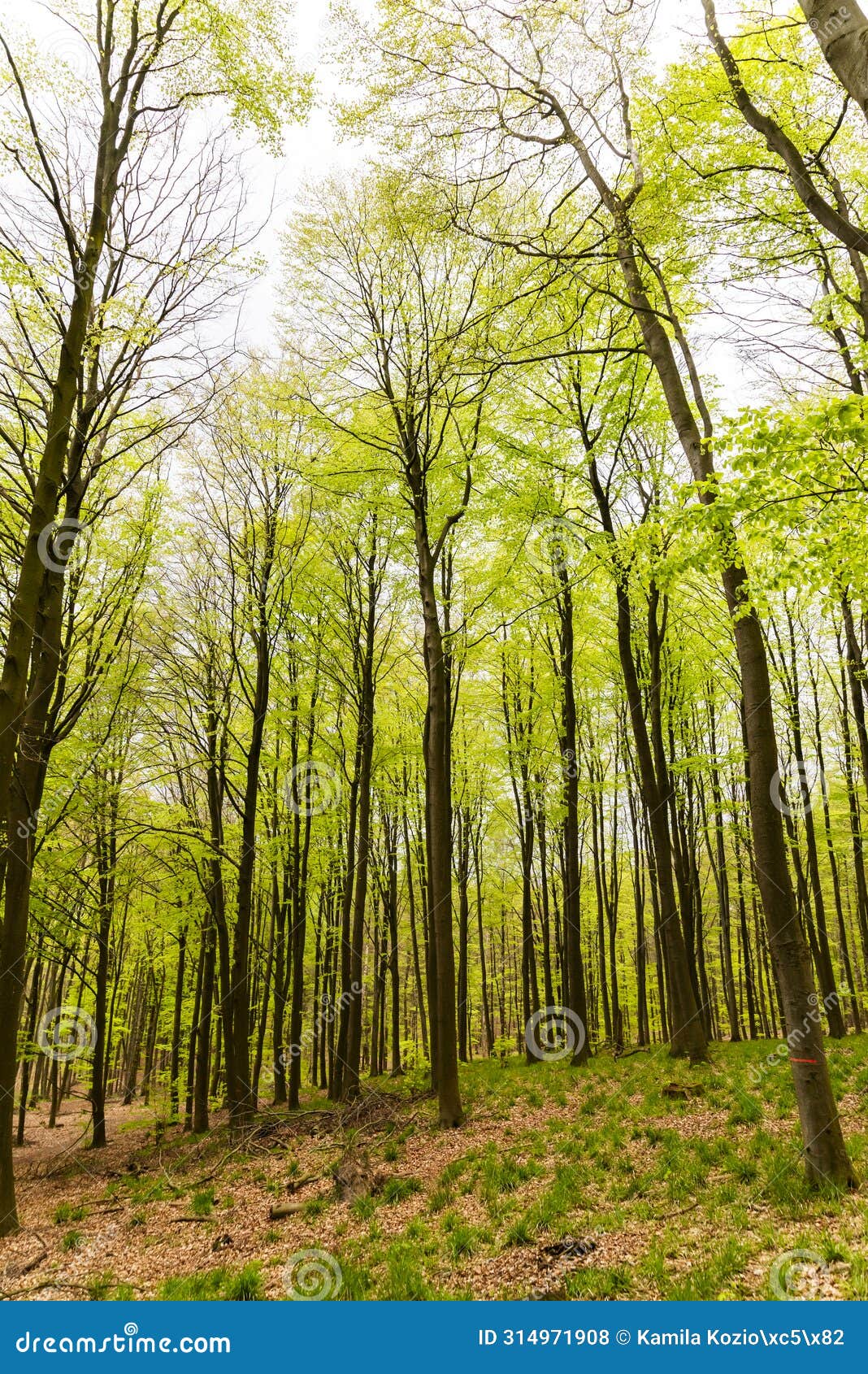 Beautiful Spring Forest Landscape, Fresh Green Leaves on Trees, Spring ...