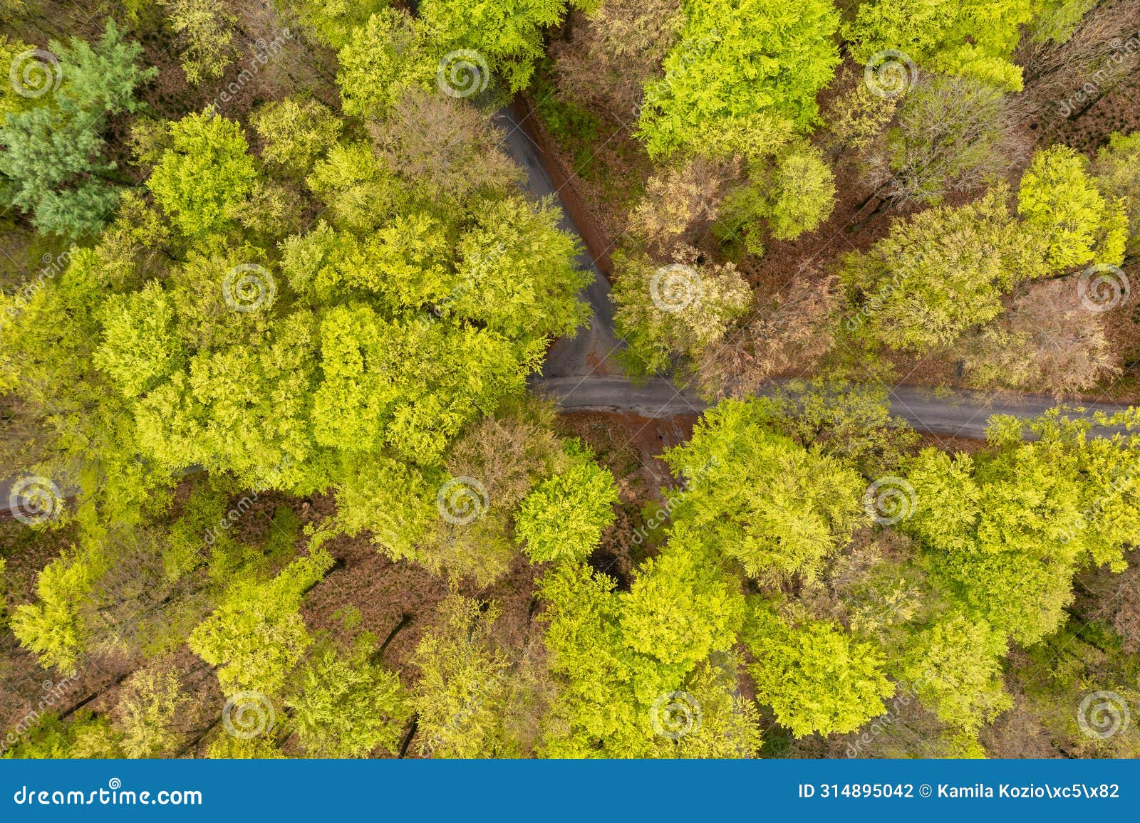 Beautiful Spring Forest Landscape, Fresh Green Leaves on Trees in ...