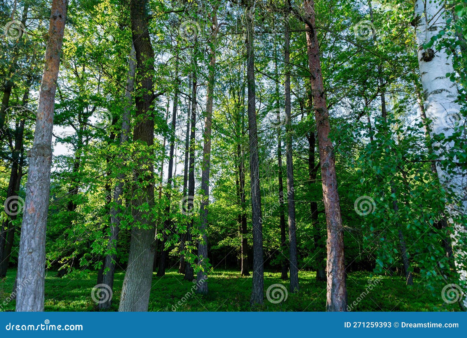 Beautiful Spring Forest Landscape, Green Grass and Tall Trees. Stock ...