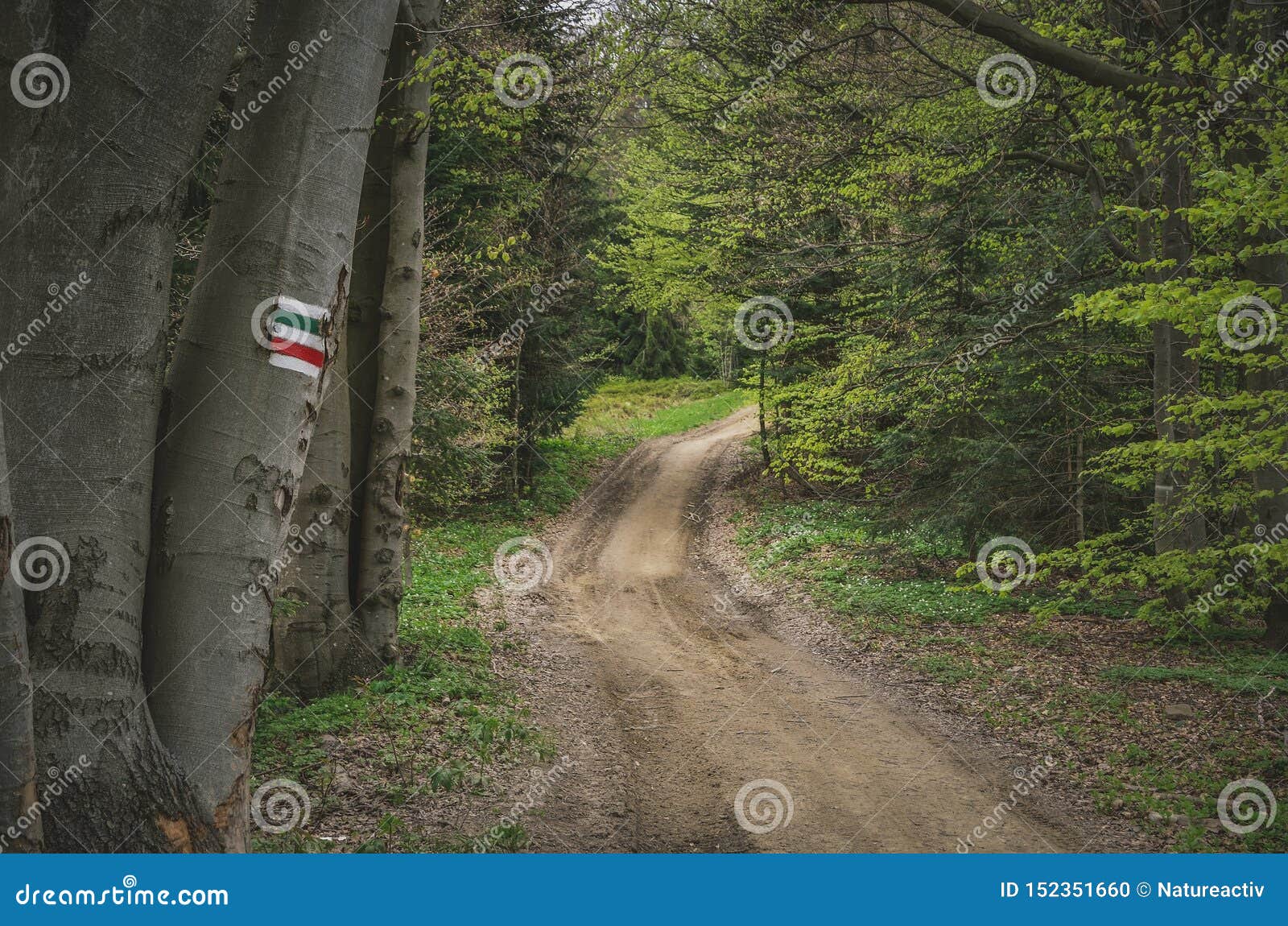 Beautiful Spring Forest Landscape. Stock Photo - Image of scene ...