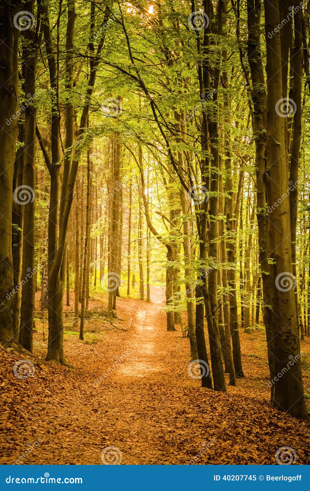 Beautiful spring forest stock image. Image of beech, lush - 40207745