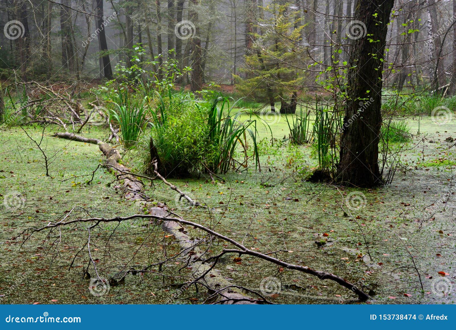 Beautiful Spring in the Forest,, Tree, Wetlands Stock Photo - Image of ...