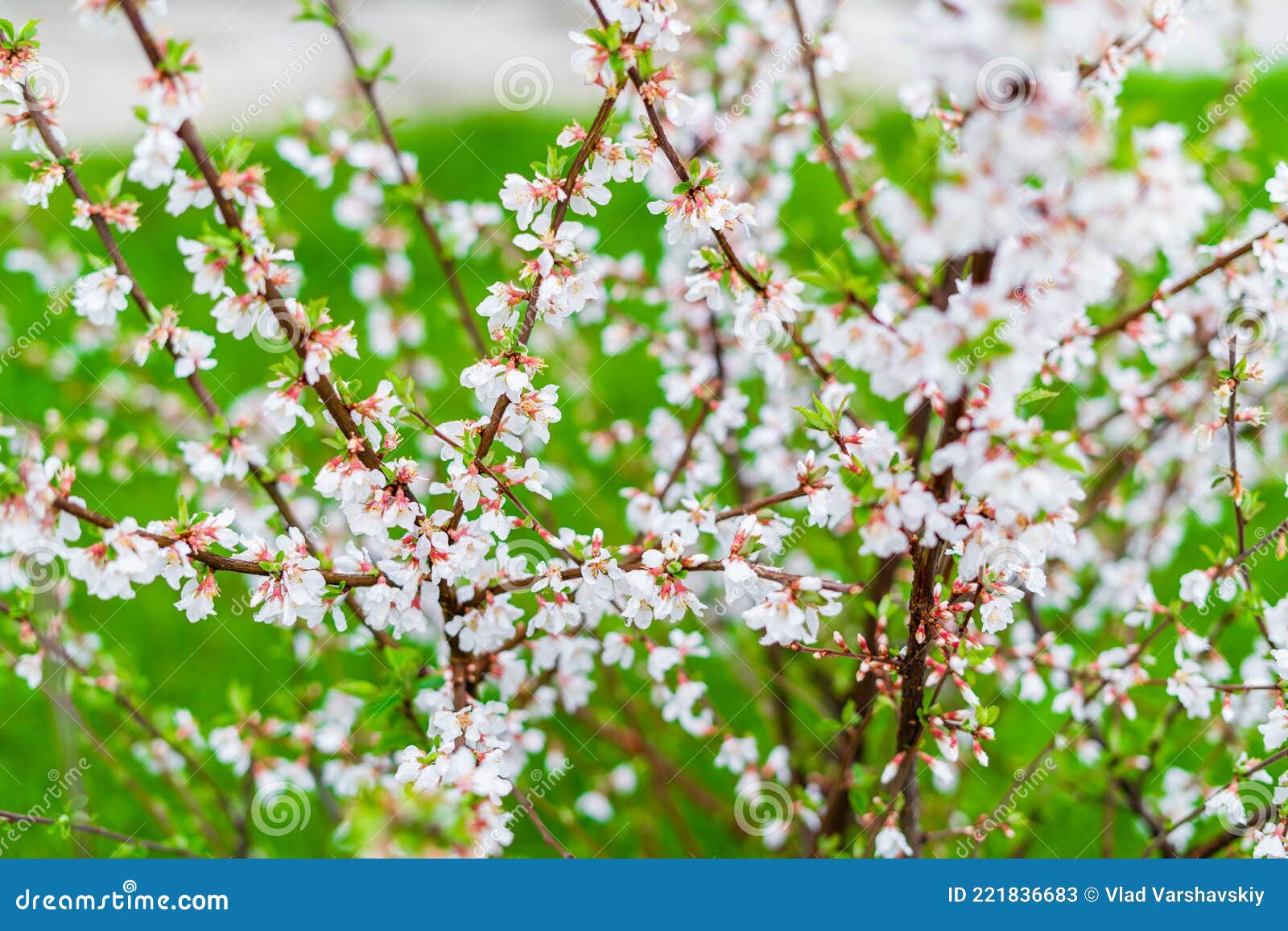Beautiful Spring Fruit Bush Blooms with White Flowers Stock Image ...
