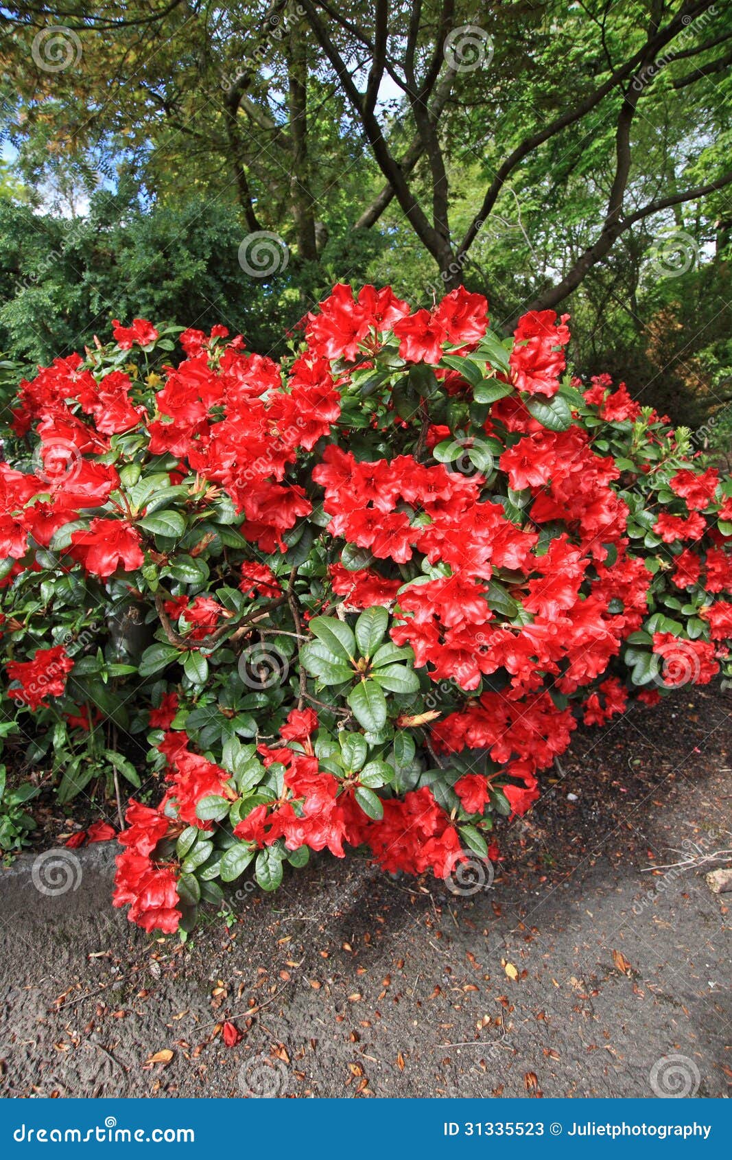 Beautiful spring garden stock image. Image of nature - 31335523