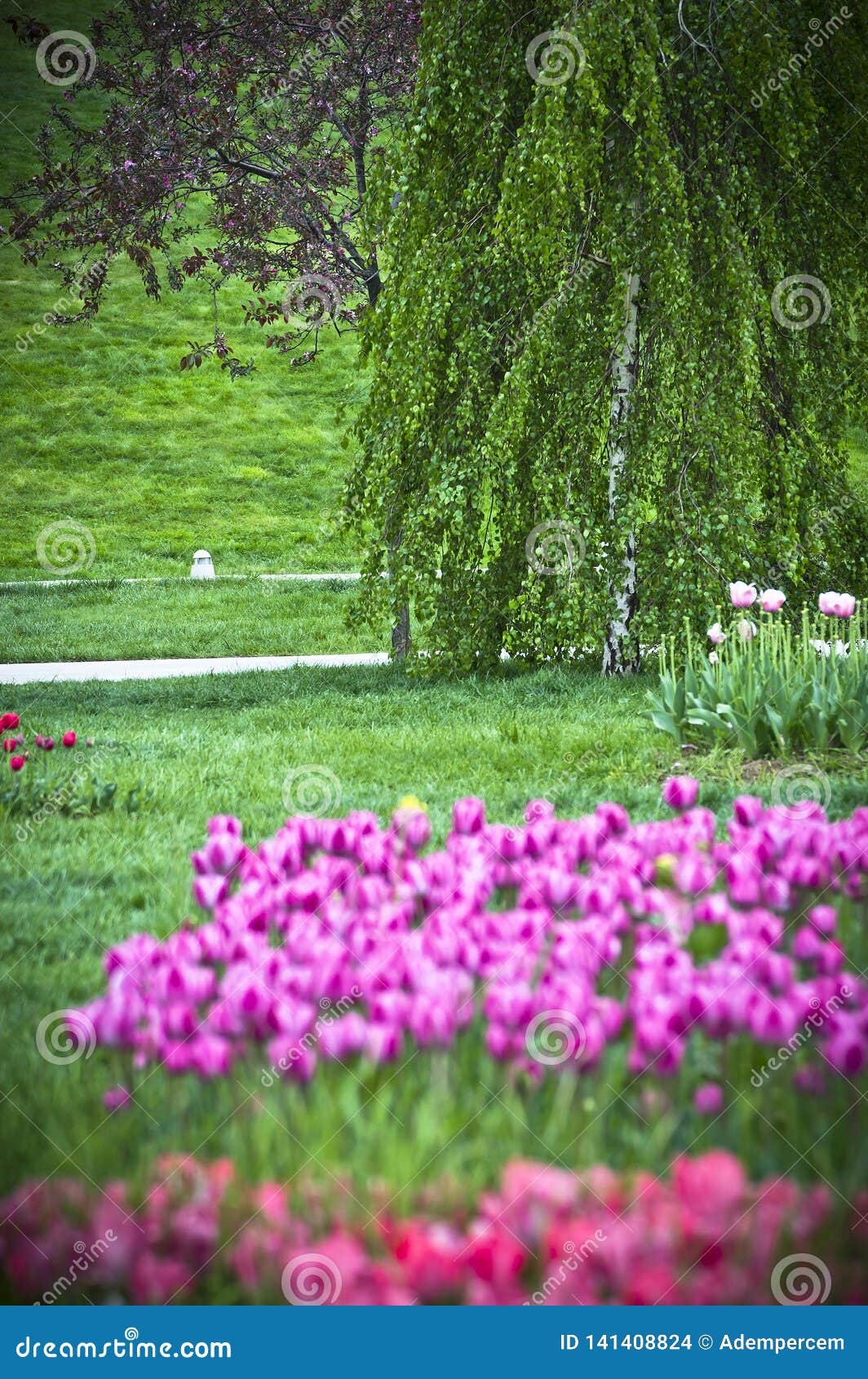 Beautiful spring garden stock photo. Image of tulip - 141408824