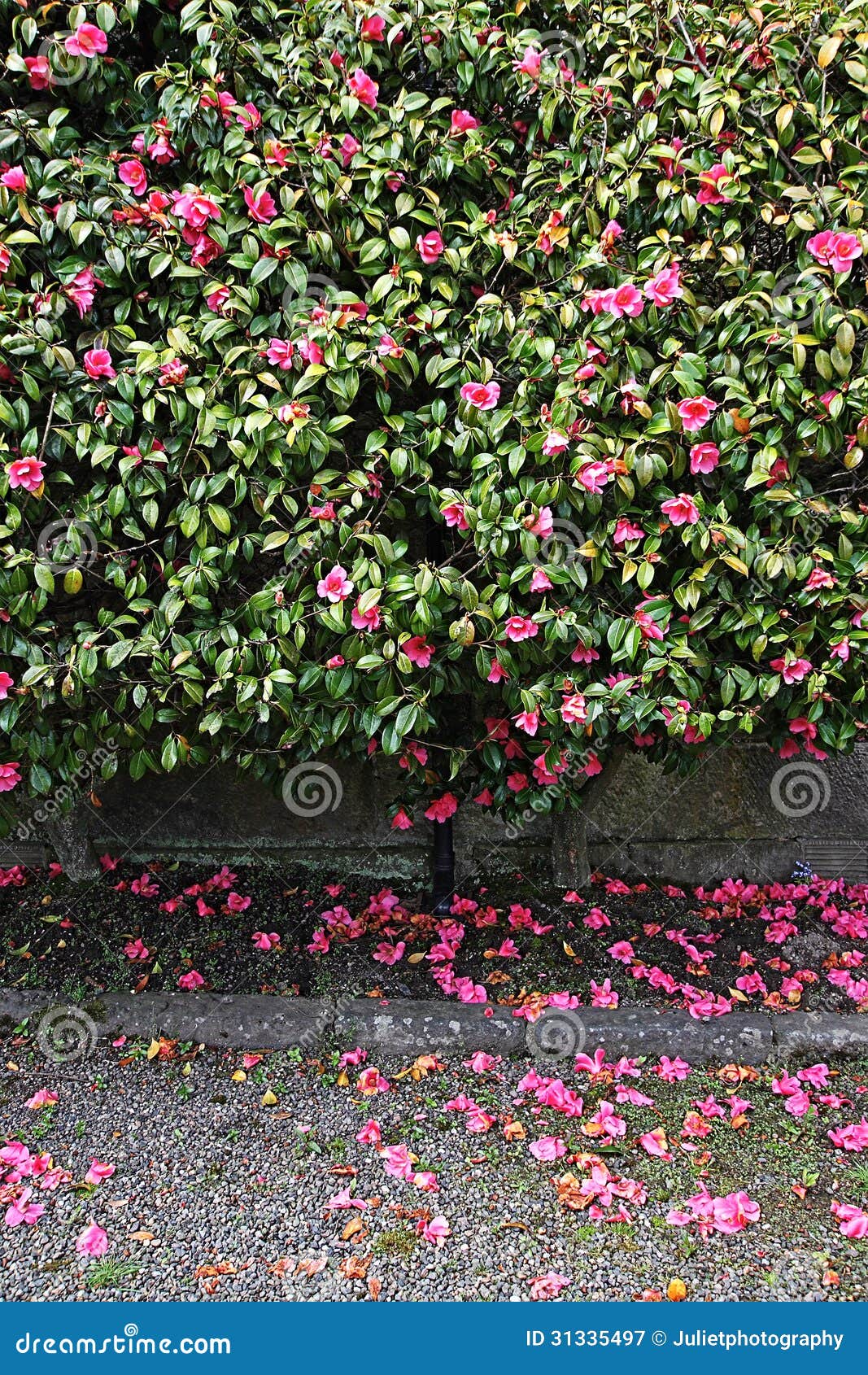 Beautiful spring garden stock image. Image of growth - 31335497