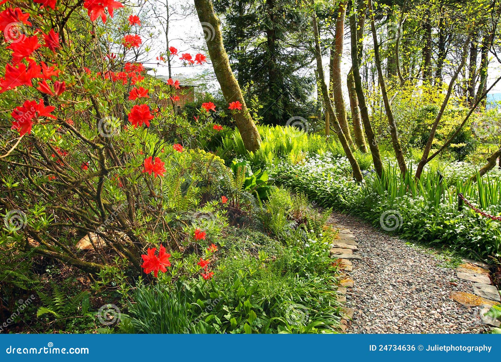 Beautiful Spring Garden with Red Azalea Tree Stock Photo - Image of ...