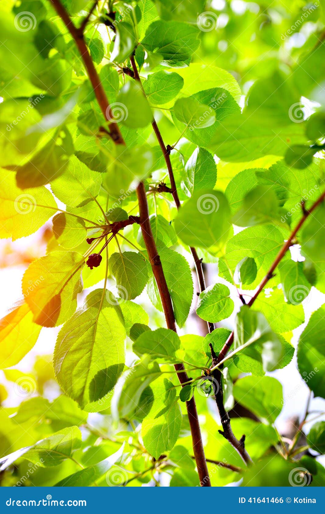 Beautiful Spring Green Apple Leaves Stock Photo - Image of maple ...