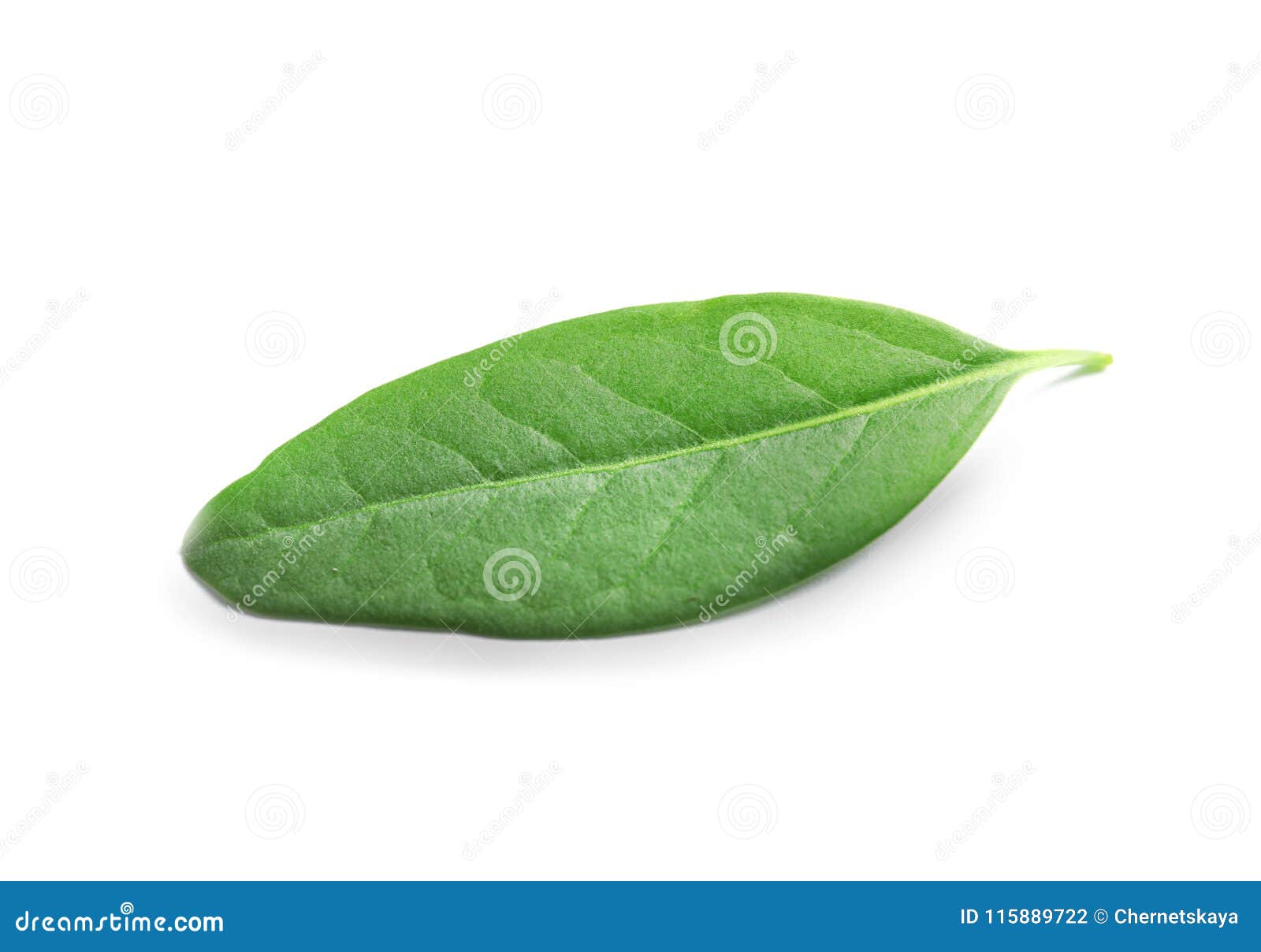 Spring Leaf Stock Images - Download 1,076,941 Royalty Free Photos