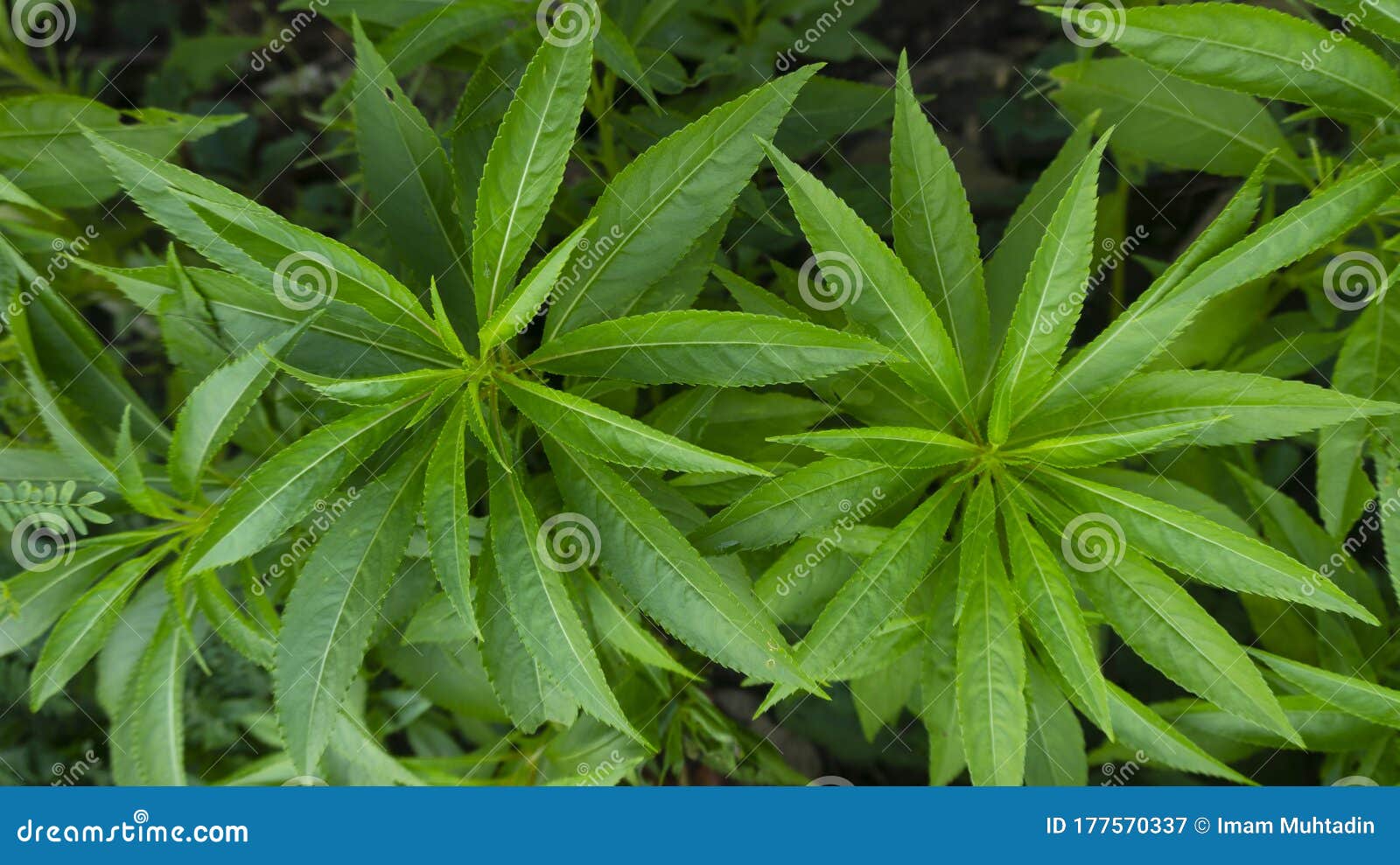 Beautiful Spring Green Leaf on Nature Background Stock Image - Image of ...