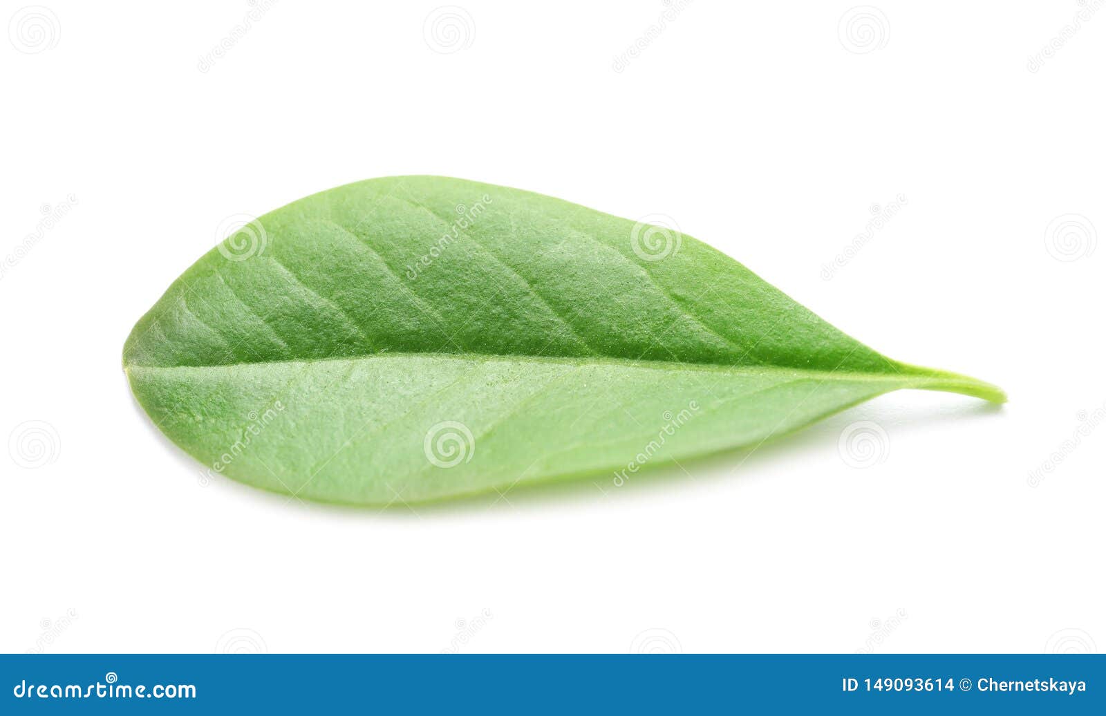 Beautiful Spring Green Leaf on White Stock Photo - Image of color ...