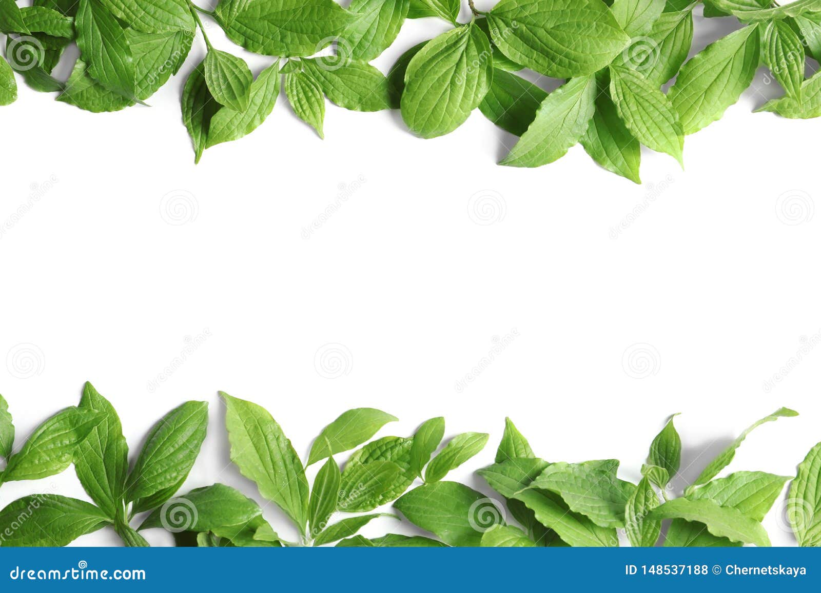 Beautiful Spring Green Leaves on White Background Stock Photo - Image ...