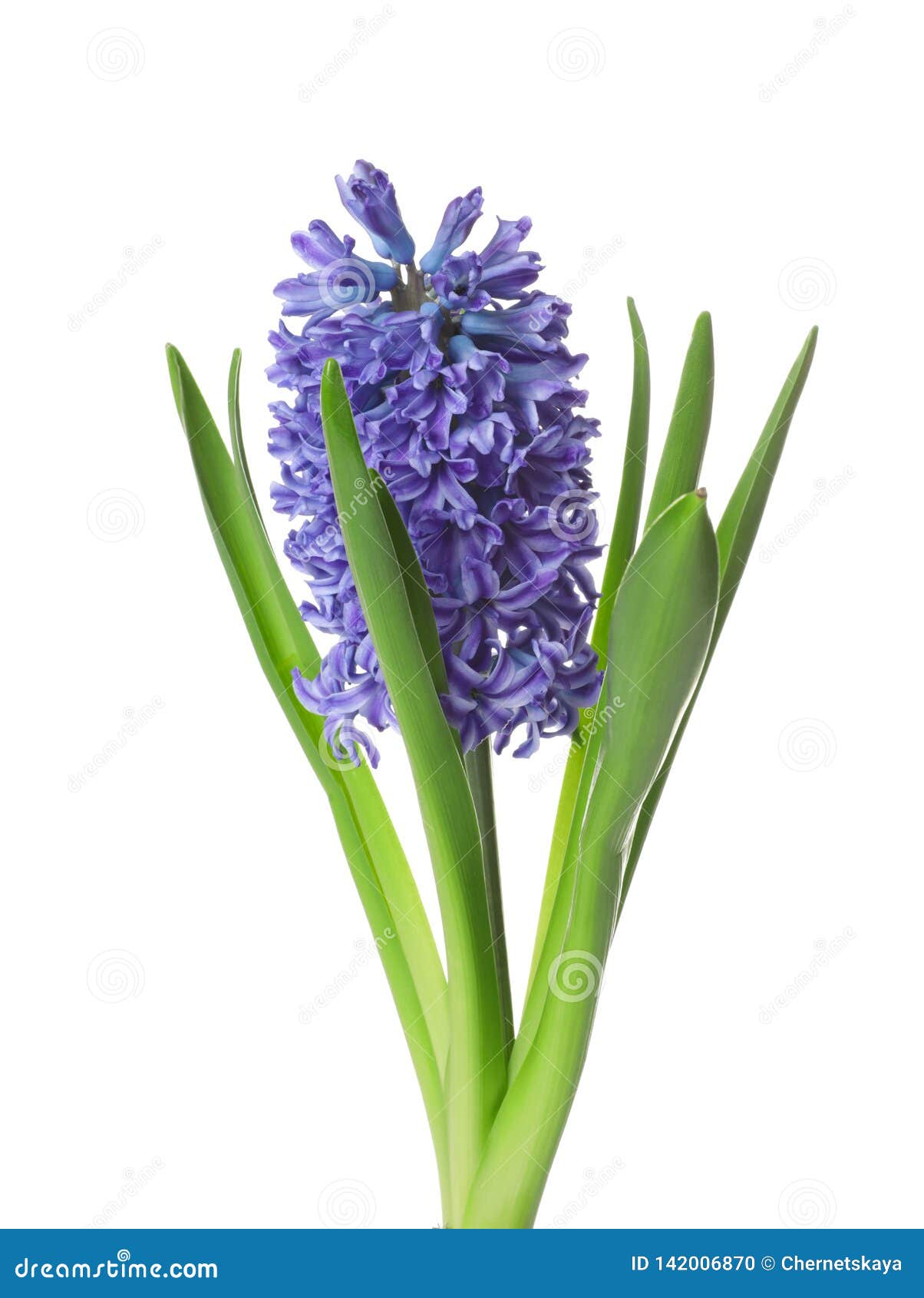 Beautiful Spring Hyacinth Flower Stock Photo - Image of blossom ...