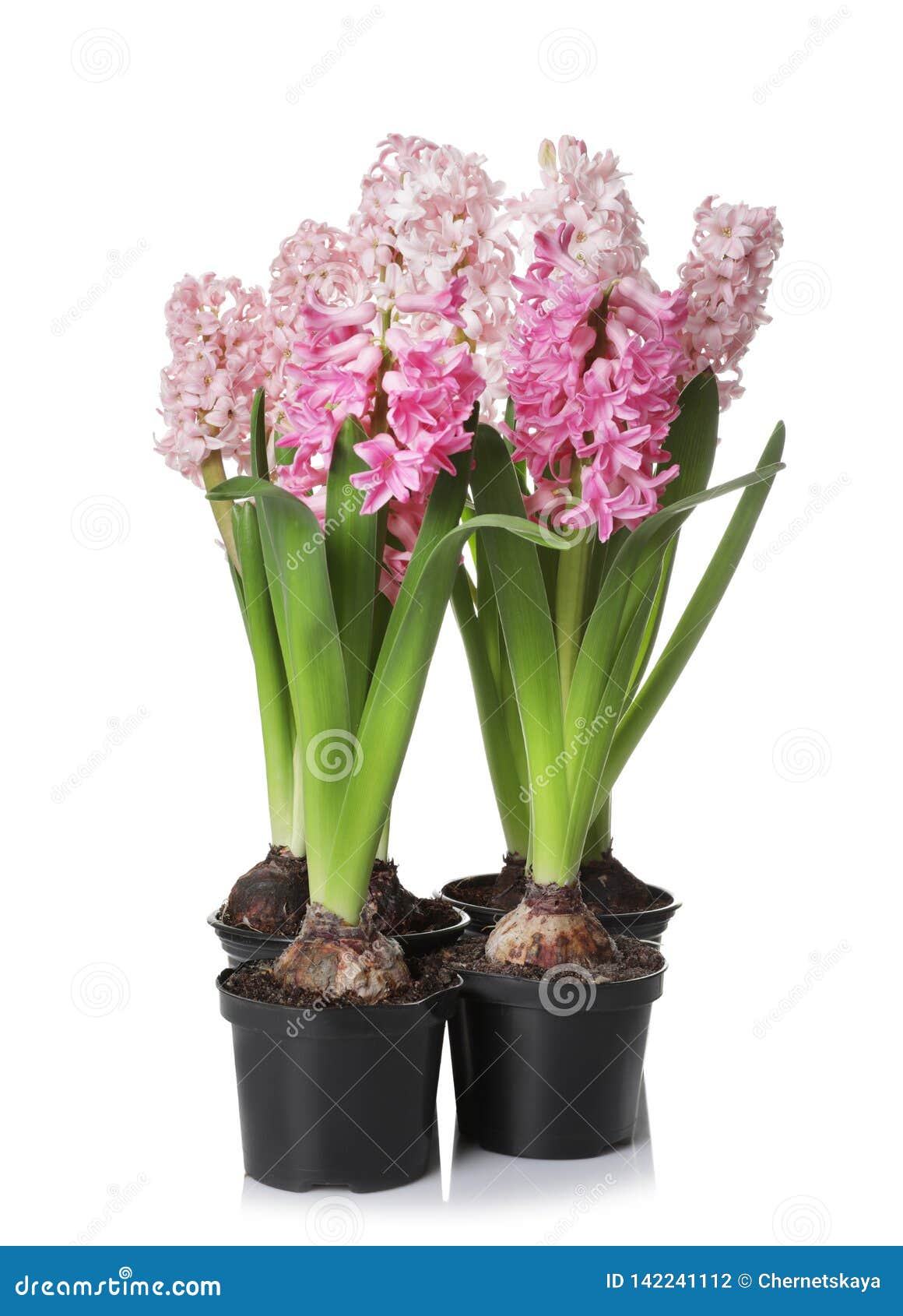 Beautiful Spring Hyacinth Flowers Isolated Stock Photo - Image of ...