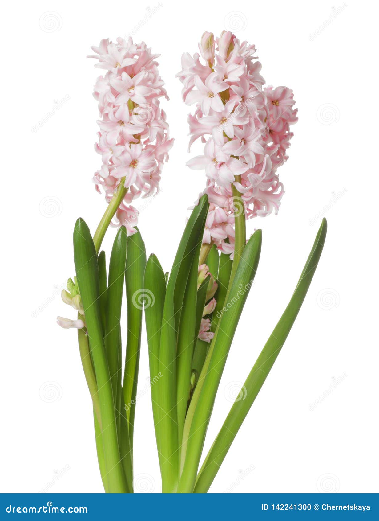 Beautiful Spring Hyacinth Flowers Isolated Stock Photo - Image of ...