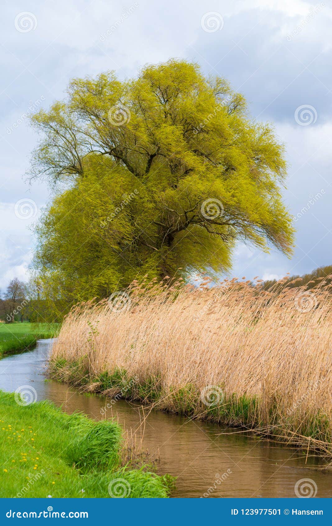 Small ditch with reed stock image. Image of brown, country - 123977501
