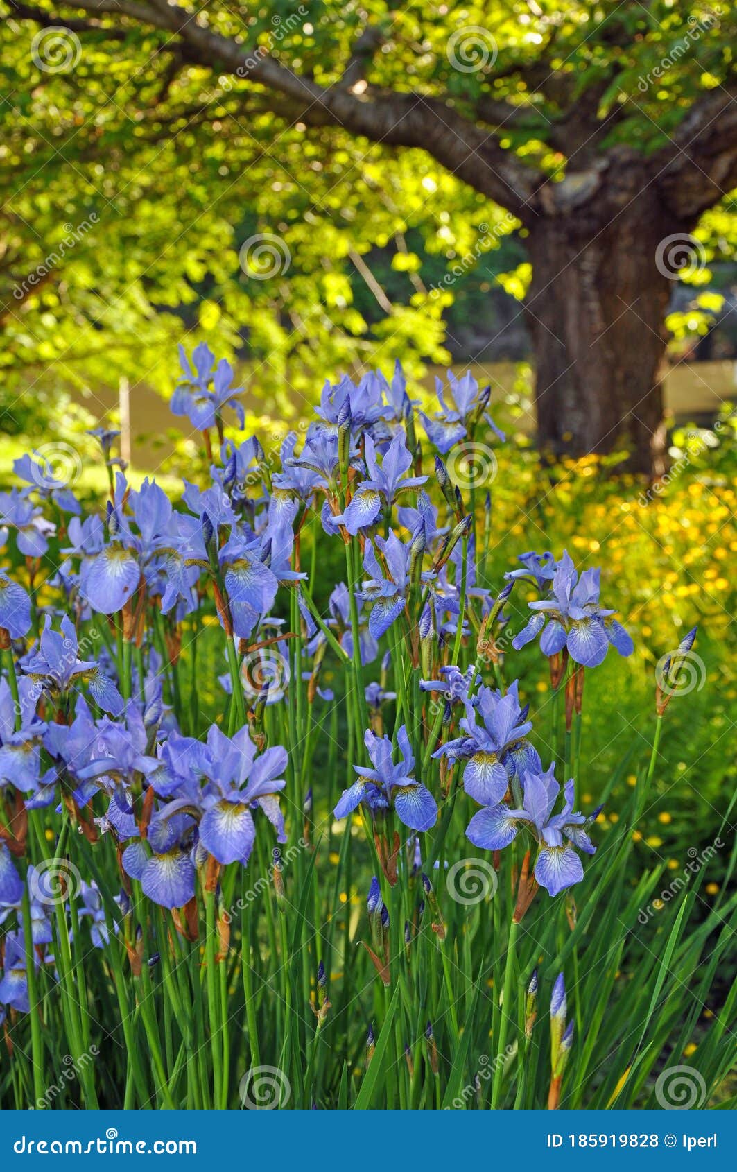 Beautiful Spring Iris Garden Stock Photo - Image of beauty, blooming ...