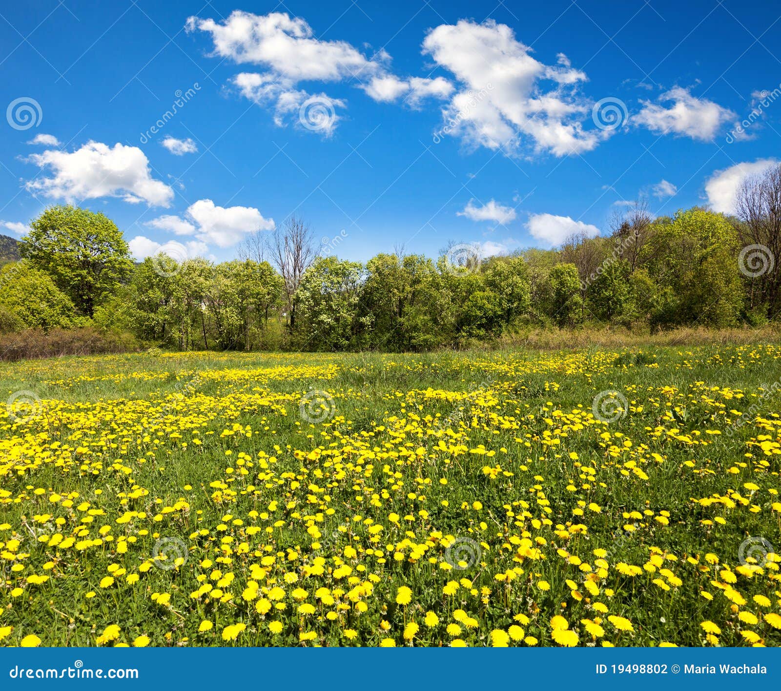 Beautiful spring landscape stock photo. Image of blue - 19498802